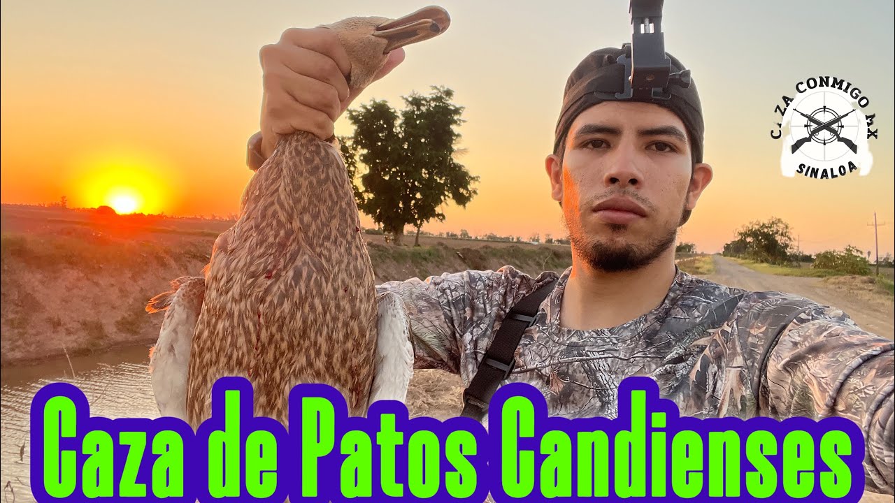 Caza de patos - YouTube