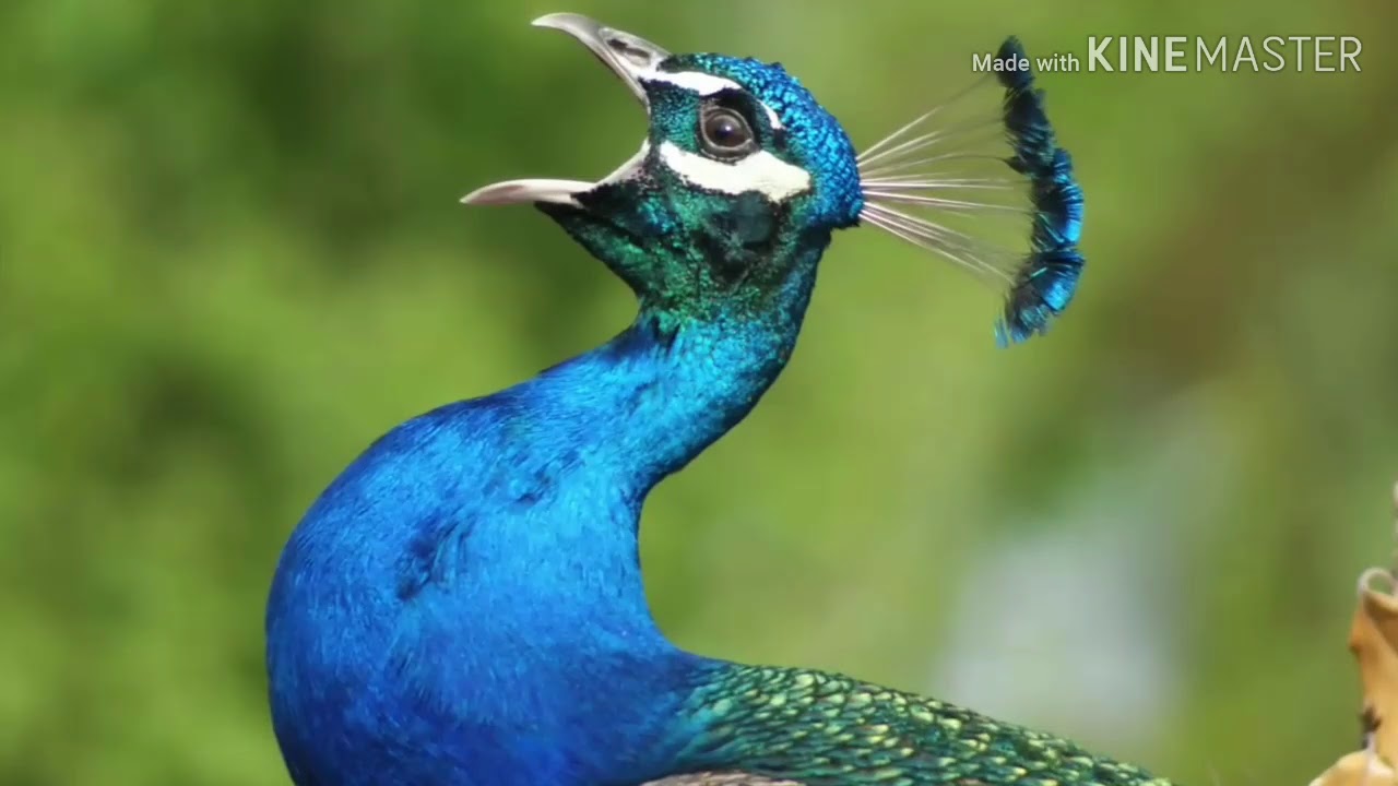 Cry The Peacock | Anita Desai - YouTube