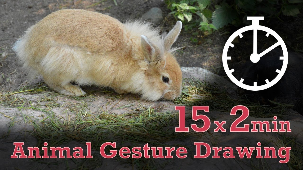 Animal Drawing References #92 - 15x2min poses - Rabbit - YouTube