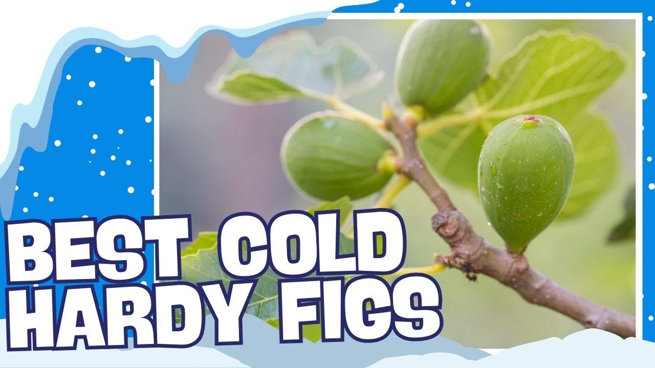 The SECRET to Figs in a COLD Climate! (These Varieties THRIVE & Produce ...