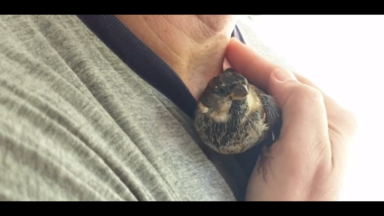 Robin el gorrión....Cómo criamos a Robin, segunda semana Octubre ...