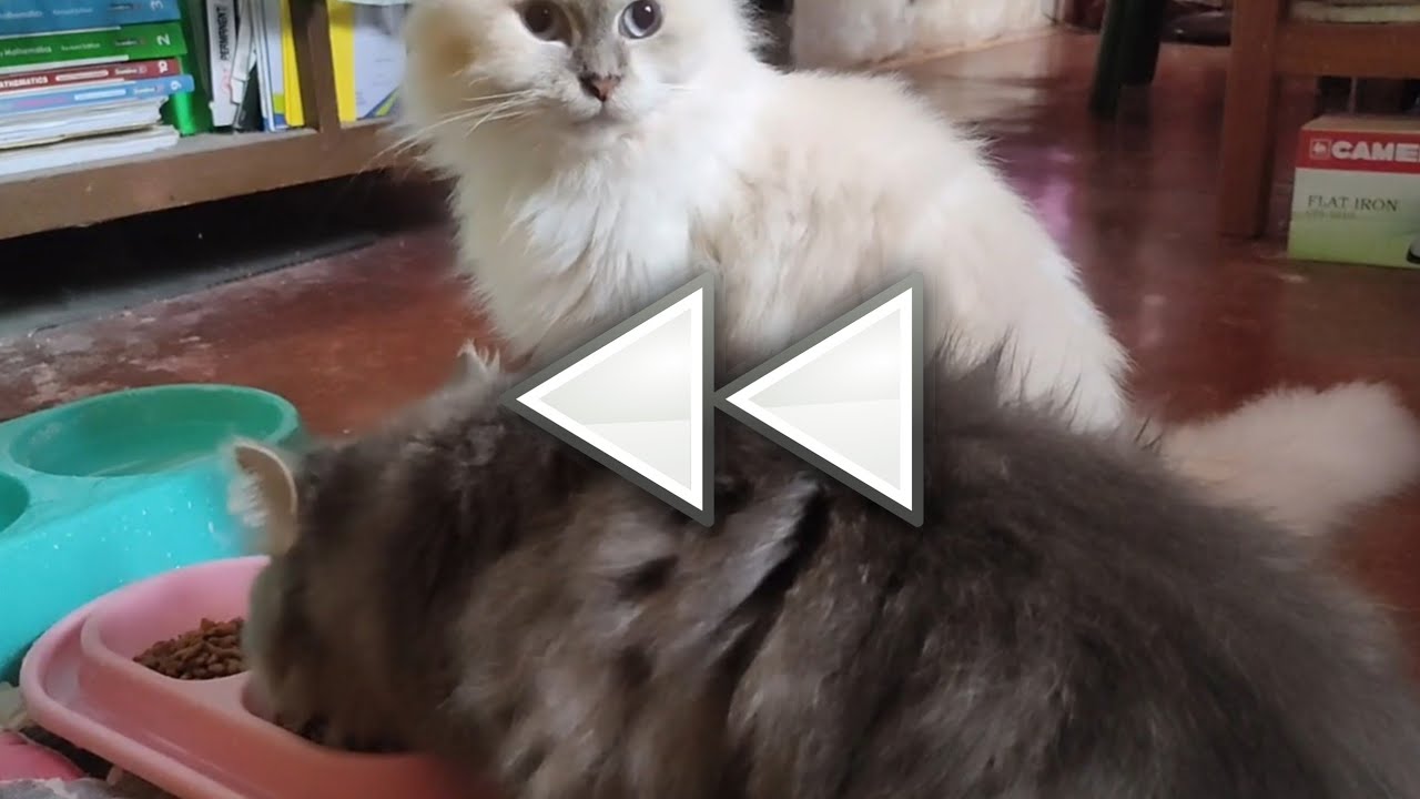 CUTE CATS Feeding Time - in REVERSE! - YouTube