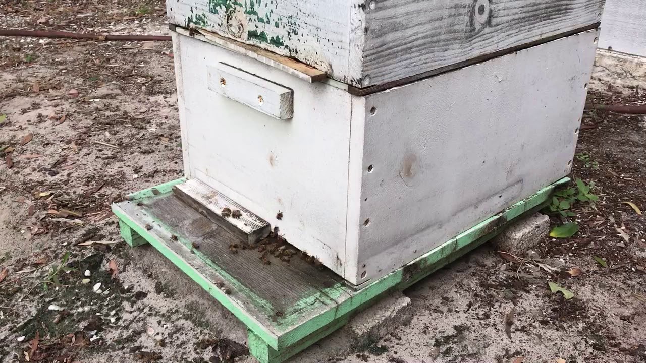Docile Honey Bees Moving To New Home - Violet Bee Apiary - YouTube