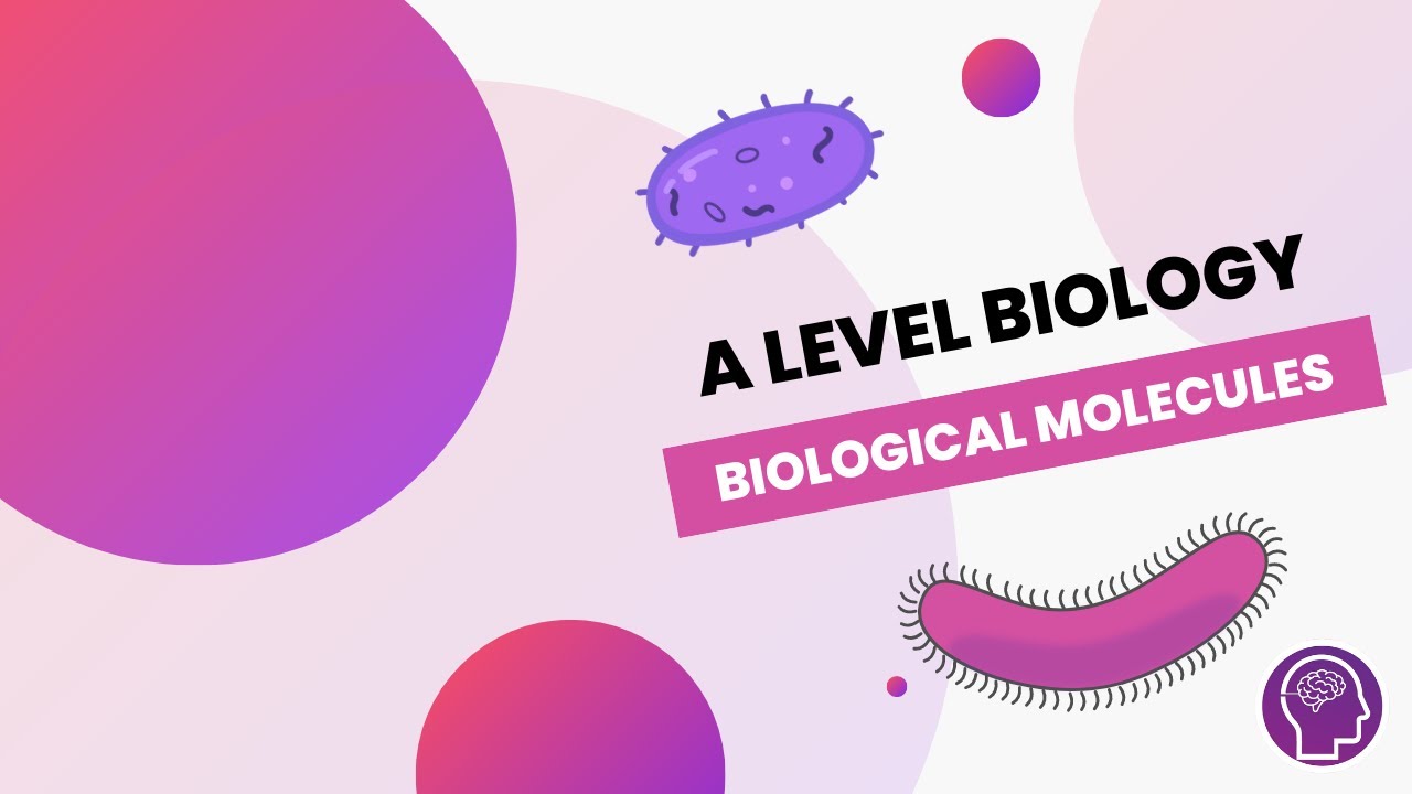 Biological Molecules | A Level Biology | OCR, AQA, Edexcel - YouTube