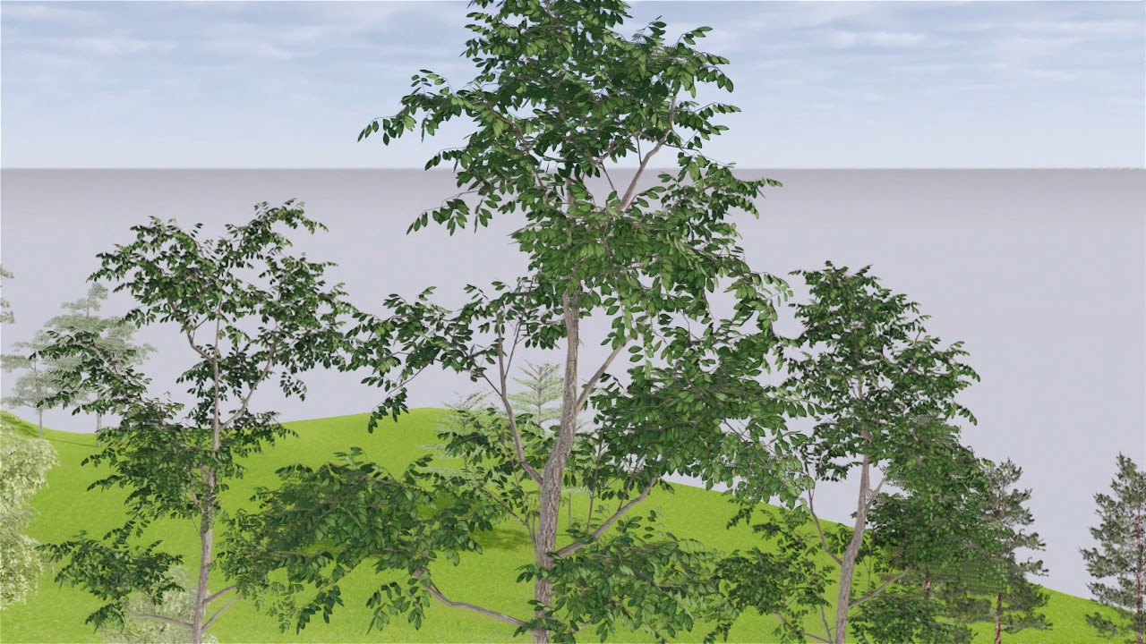 FREE DOWNLOAD POHON / TREE SKP 3D MODEL - YouTube
