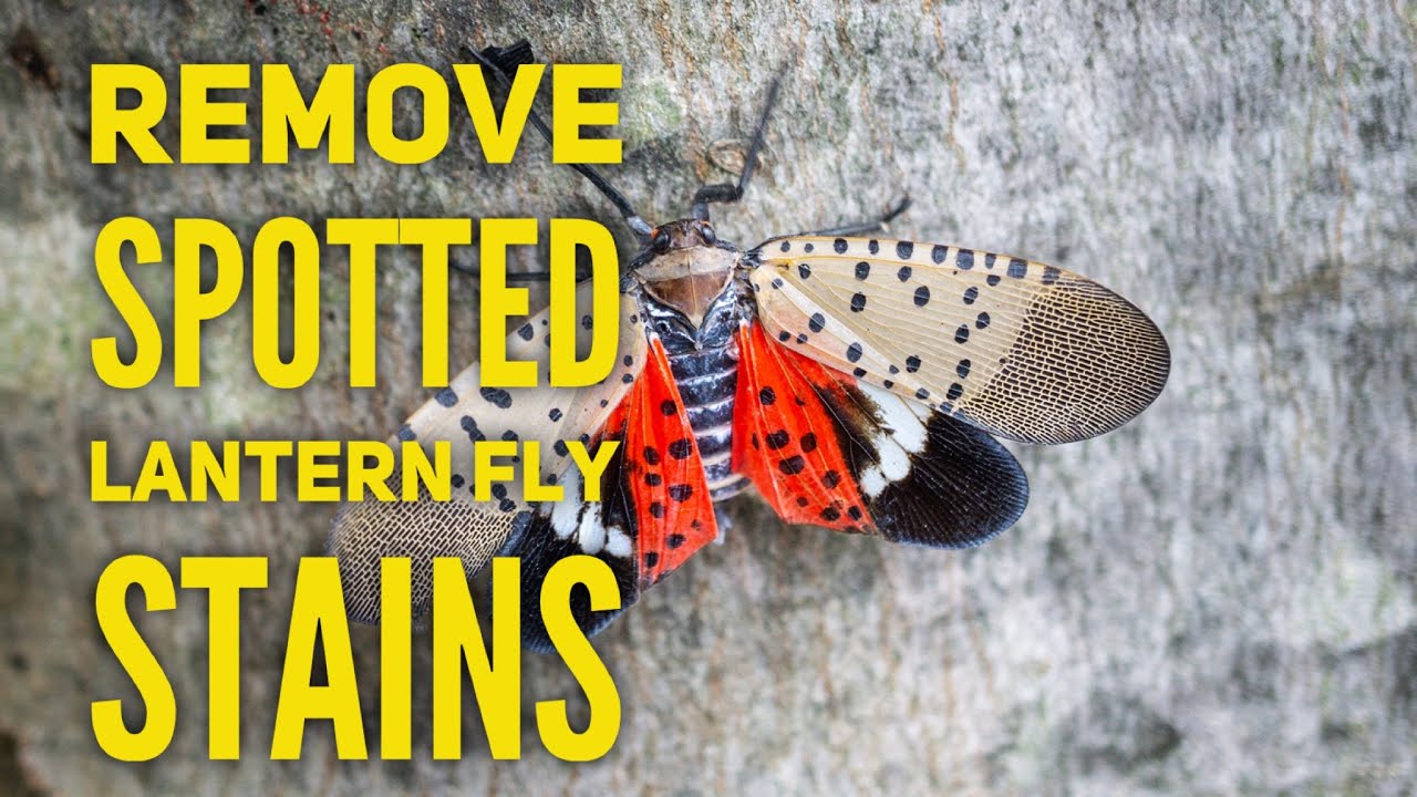 Remove Spotted Lantern Fly Stains - YouTube