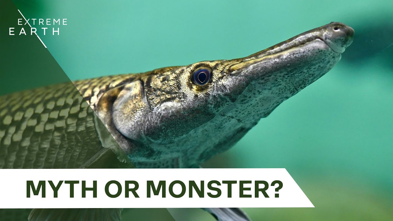 Catching a 7-Foot Dinosaur: The Alligator Gar Expedition | Biggest ...