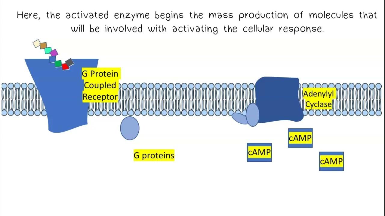 Signal Transduction AP Biology - YouTube