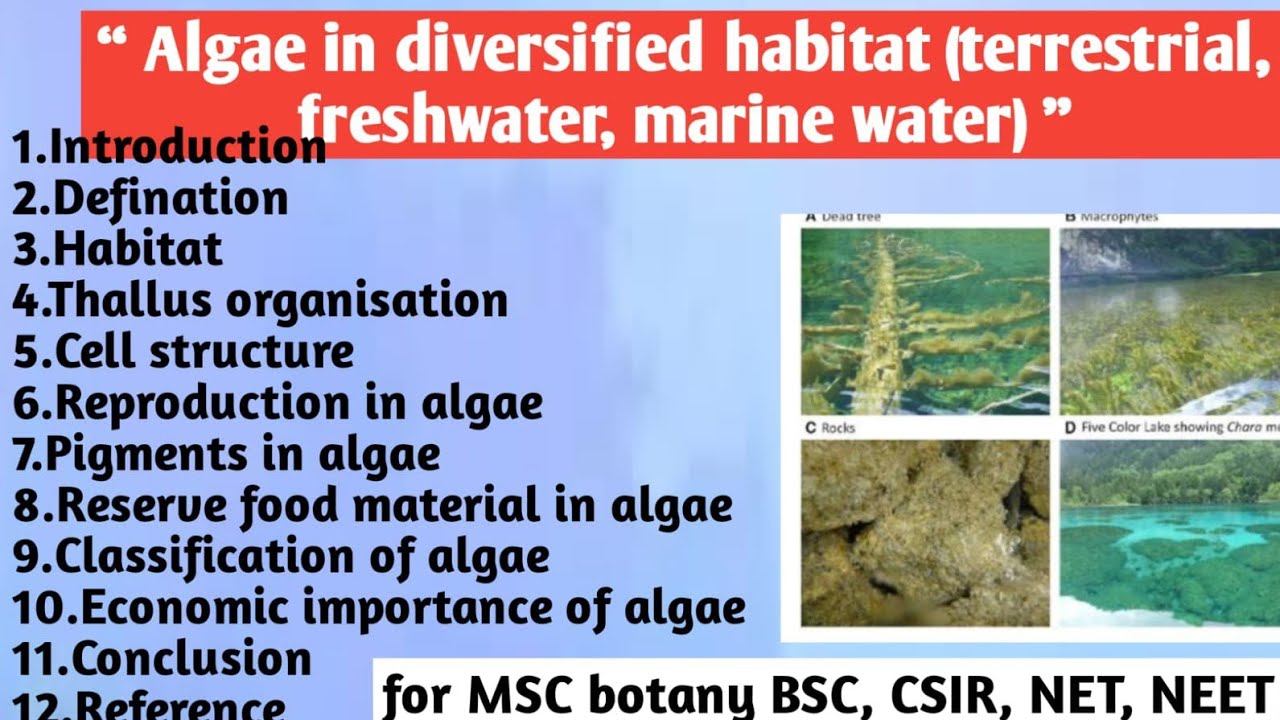 Algae in diversified habitat | terrestrial | fresh water | marine water ...