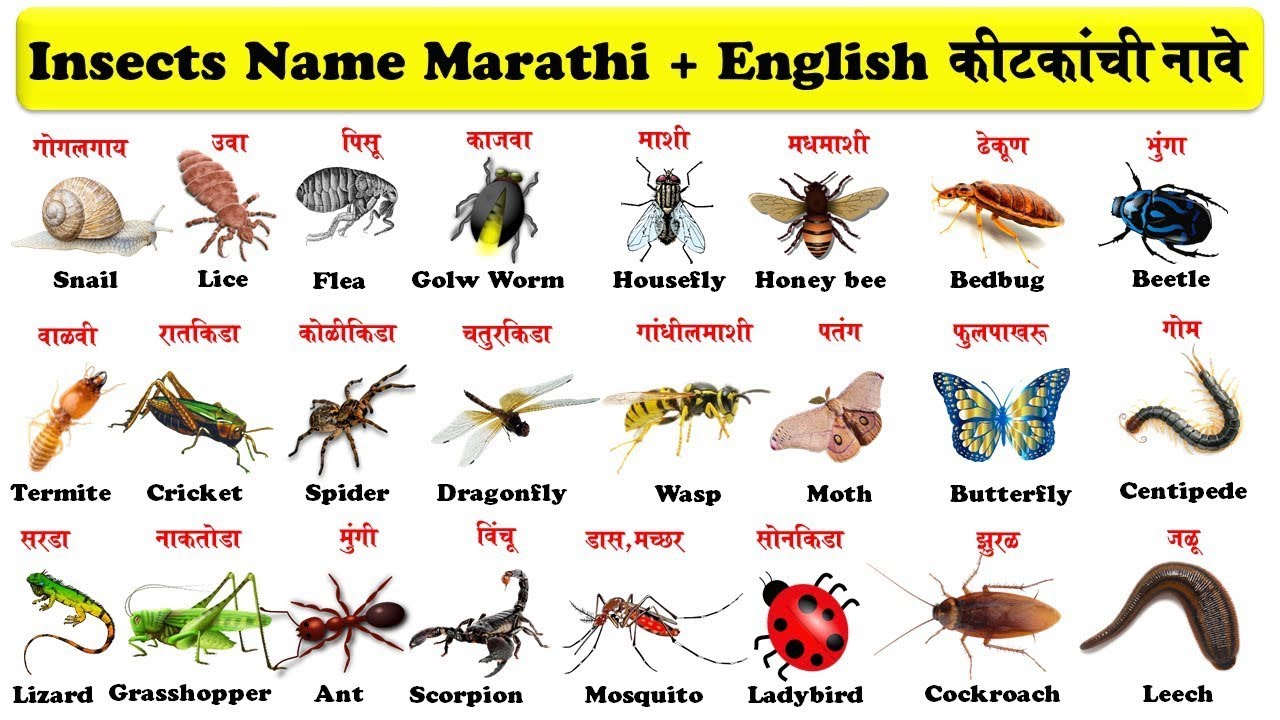 Insects Name marathi and English madeकीटक व कीटकांची नावे , 🐜ant, 🐝bee ...