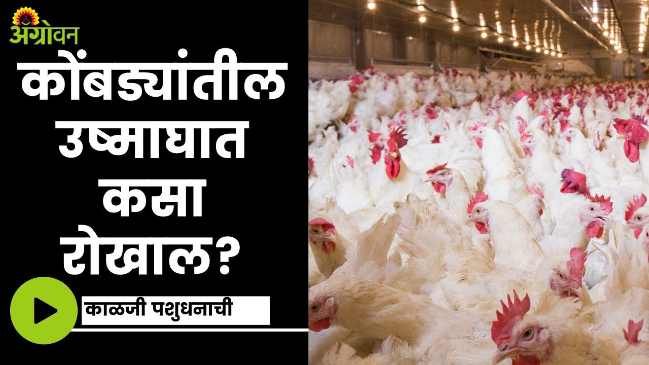 Poultry Management : कोंबड्यांतील उष्माघातावर काय उपाययोजना कराव्यात ...
