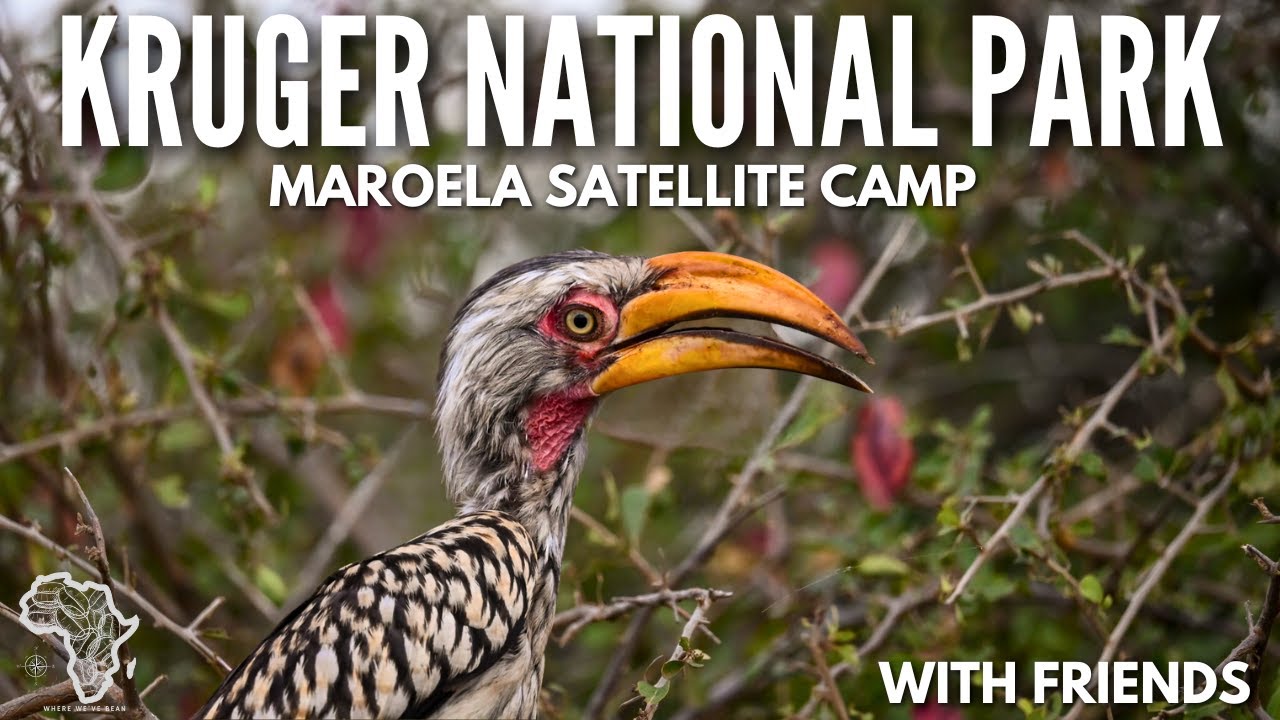 Kruger National Park | Maroela Satellite Camp | Orpen | Satara | Kruger ...
