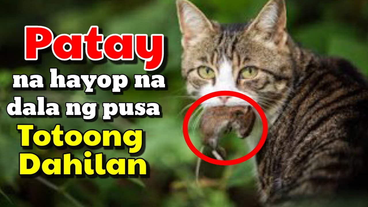 TOTOONG DAHILAN KUNG BAKIT NAGDADALA NG PATAY NA HAYOP ANG PUSA SA ...