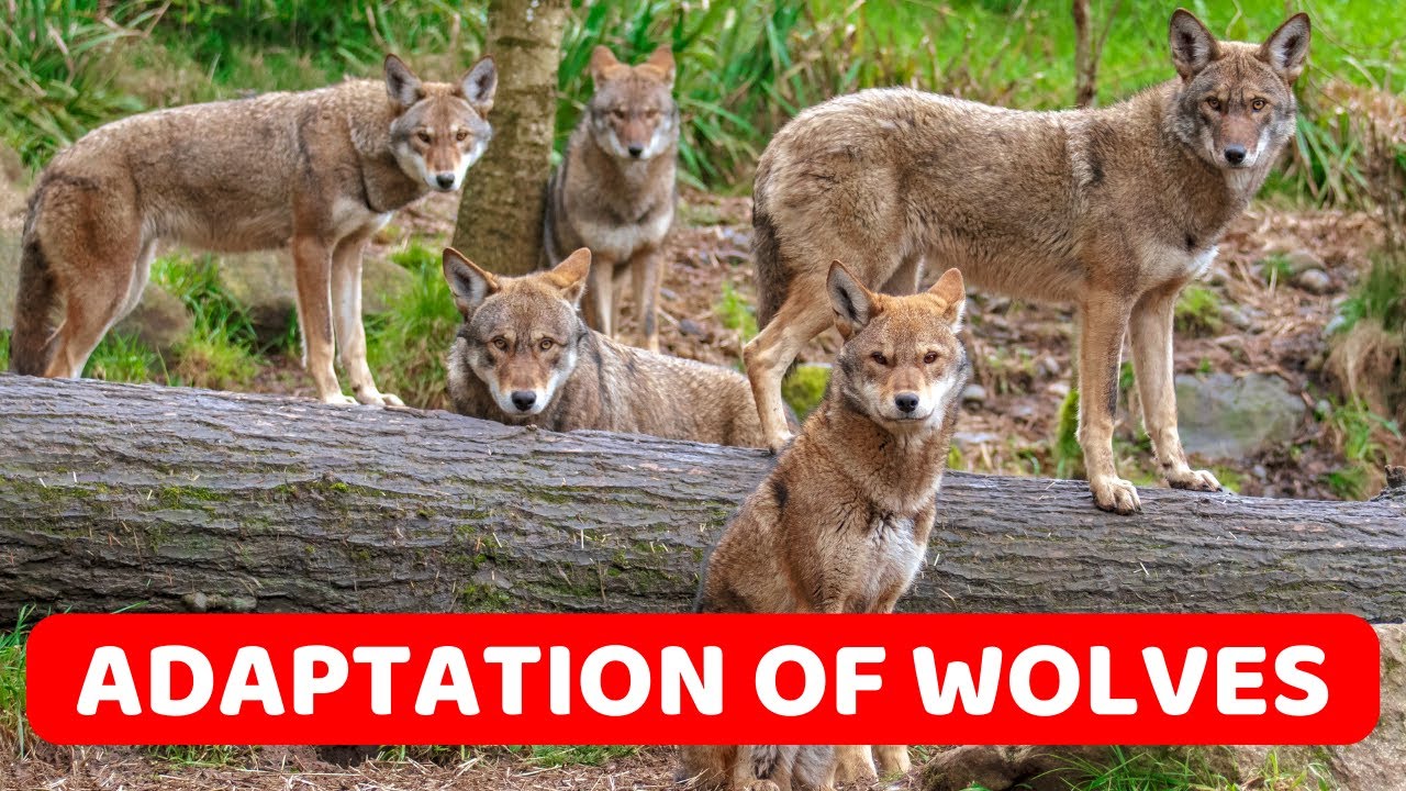 Adaptations of Wolves in Different Environments | Pet Adventure TV ...