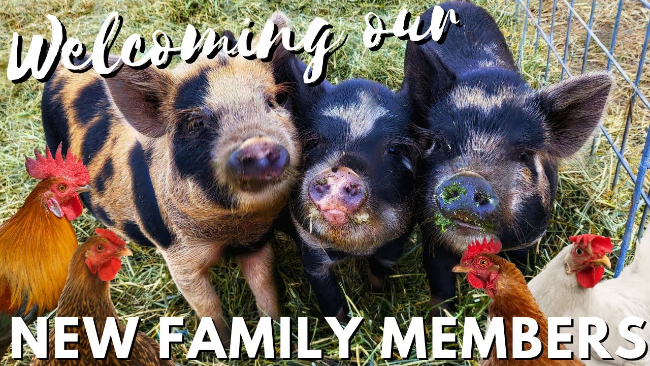 New Farm Animals?? | S2 E7 | Twenty-Two And Counting!! - YouTube