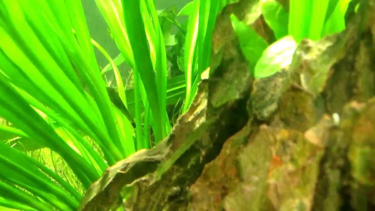 18 gallon ADA tropical fish tank - YouTube