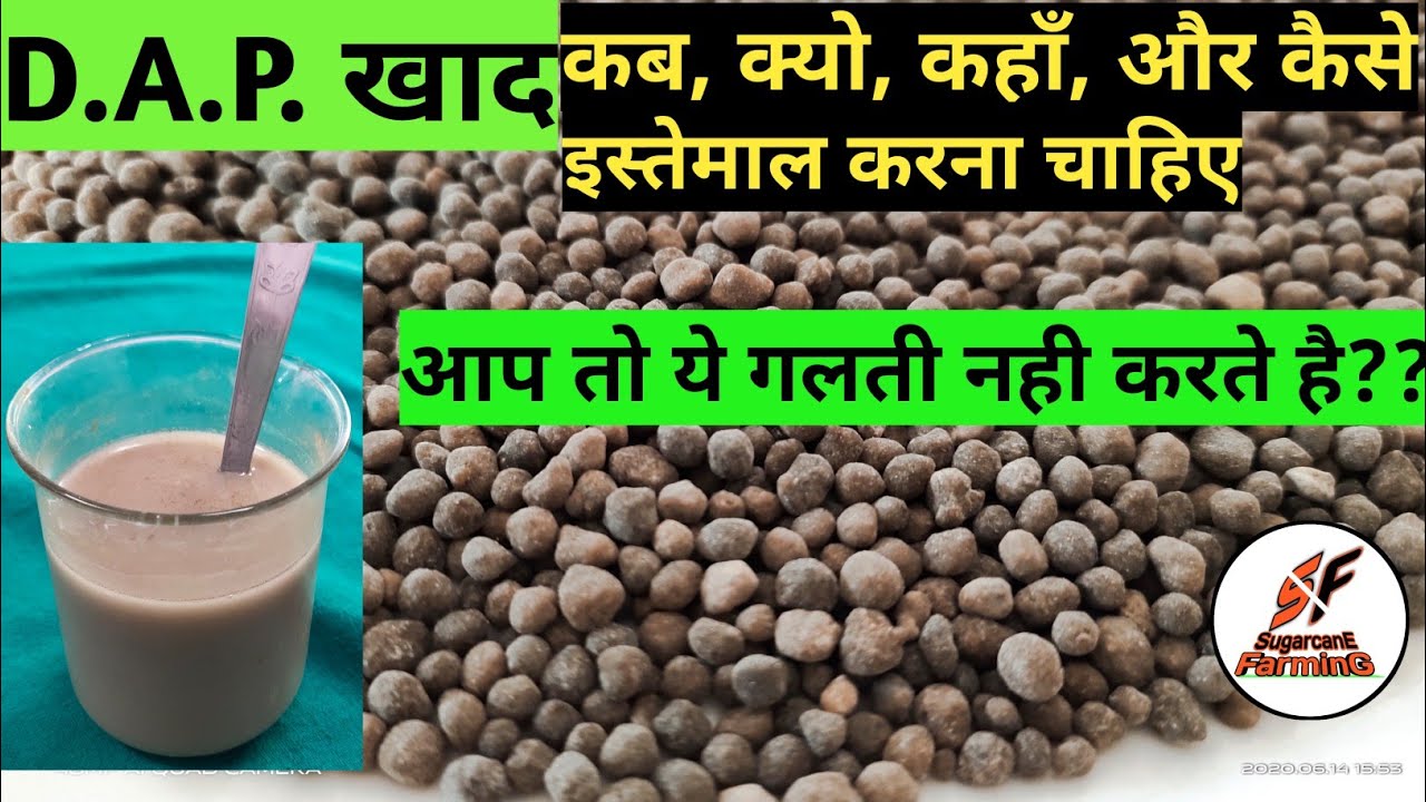 How to use DAP || What is DAP || DAP Fertilizer || DAP use in Sugarcane ...