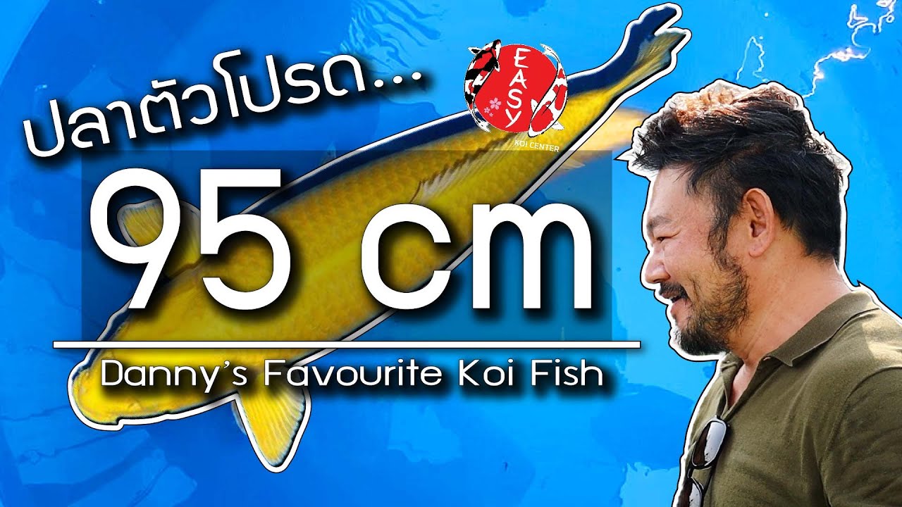 ปลาตัวโปรดของนักเลี้ยงระดับประเทศ 95 เซนต์กันเลยจ้า - Koi Talk EP.76 ...