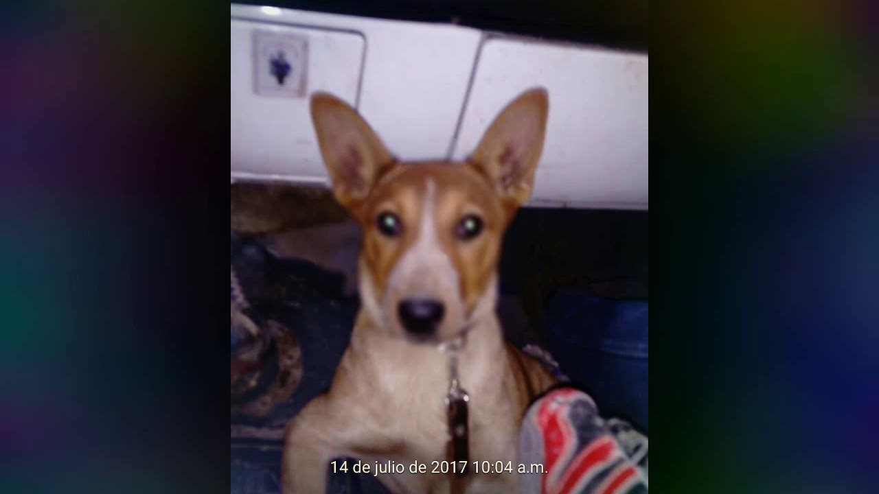 Les presento a Mimì mi perro - YouTube