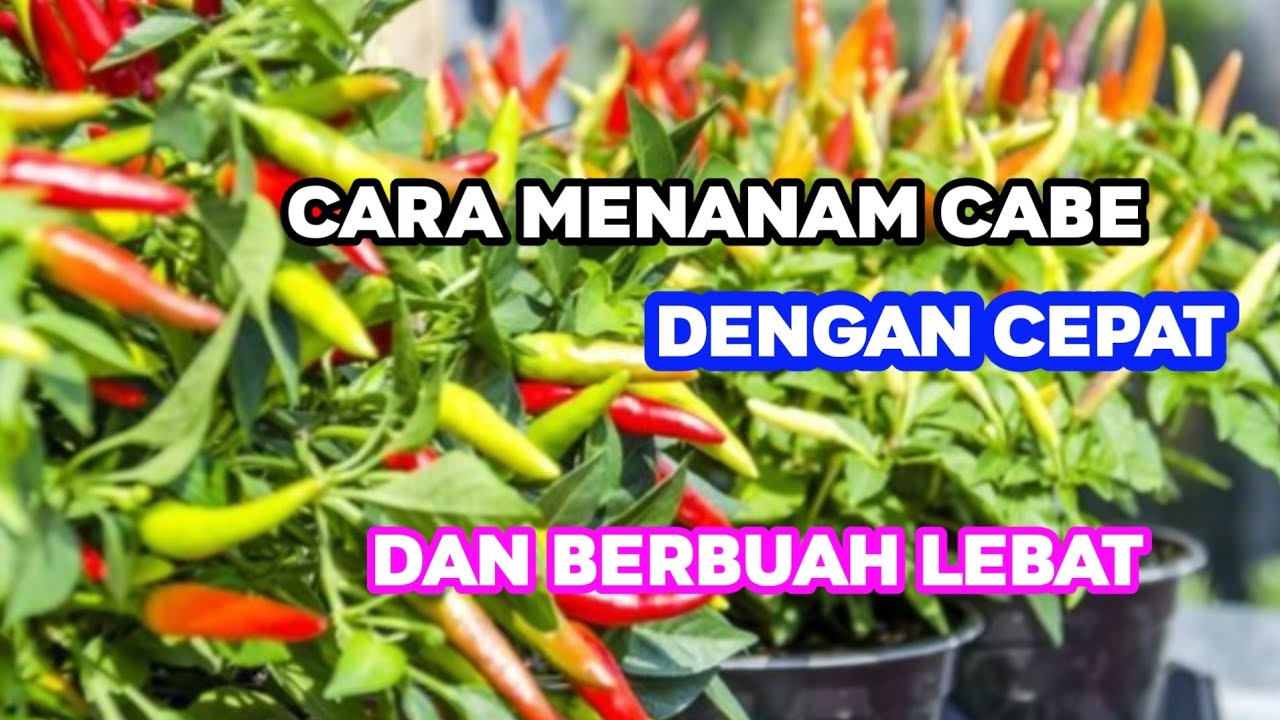 Cara Tanam cabe dalam polybag dengan cepat dan buah lebat - YouTube