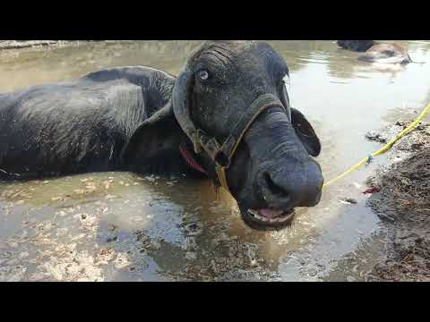 🐃 Cute Buffalo Enjoying River Bath in Hot Summer ☀️ | Relaxing Nature Scene 💦 | First Video