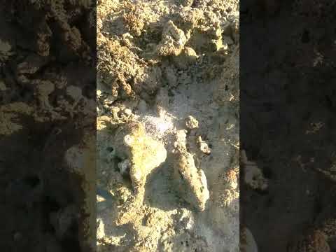 Tara mag hanap tayo ng shell na sahang🐌🐚🐌🐚 - YouTube