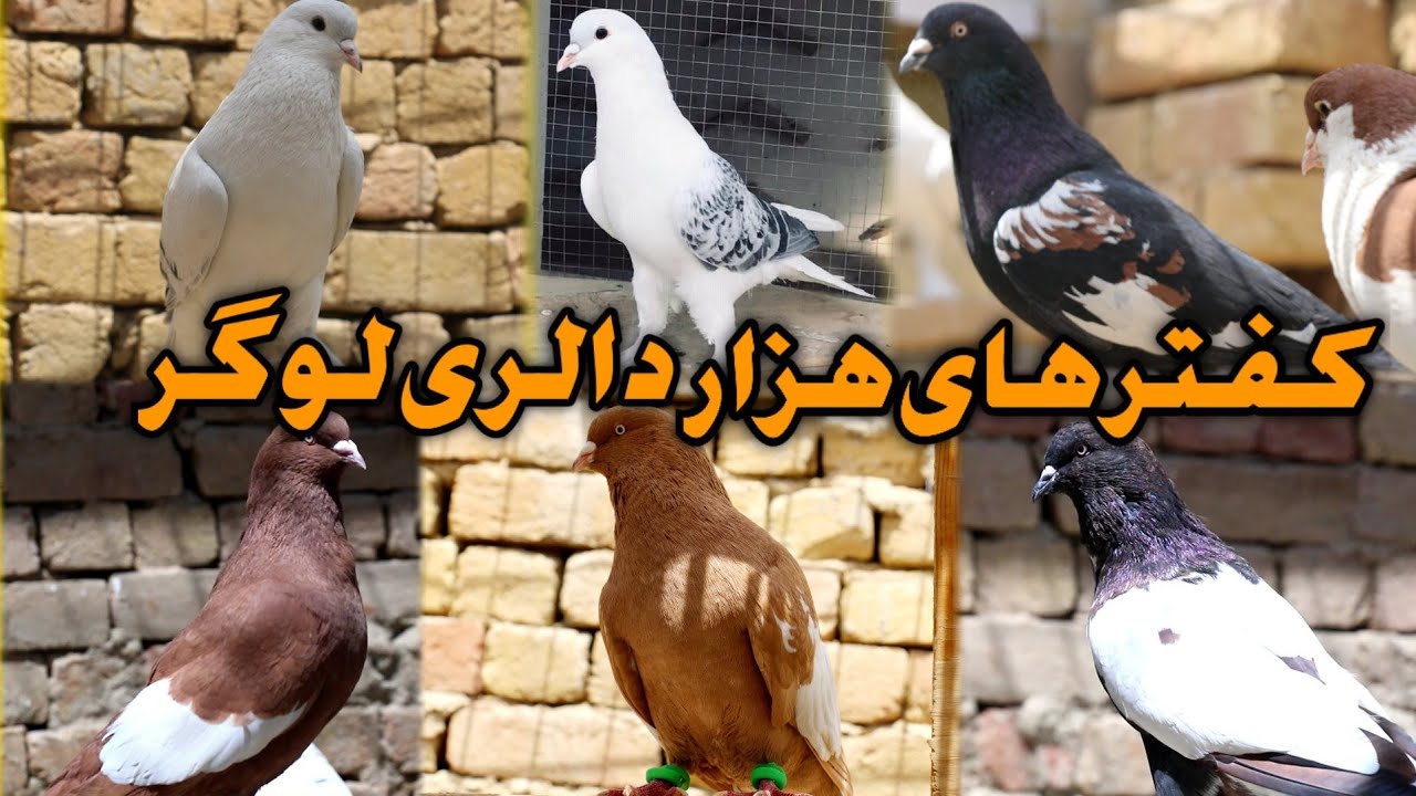 کفترهای هزار دالری لوگر/ Afghanistan must beautifully pigeons - YouTube