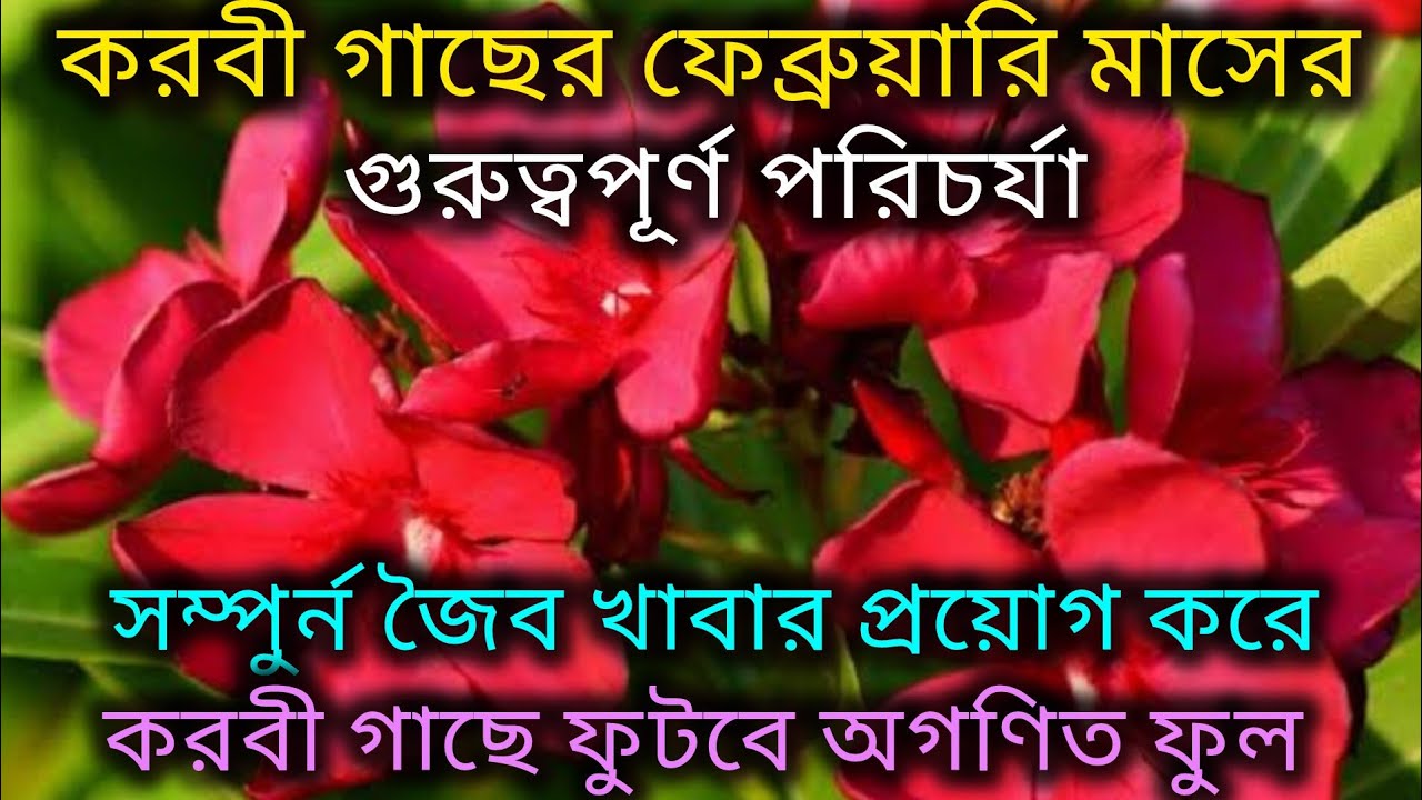 করবী গাছের ফেব্রুয়ারি মাসের পরিচর্যা/Oleander flower plant care/Karabi ...