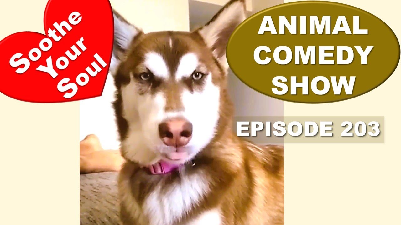 Animal Comedy Show 203 - YouTube