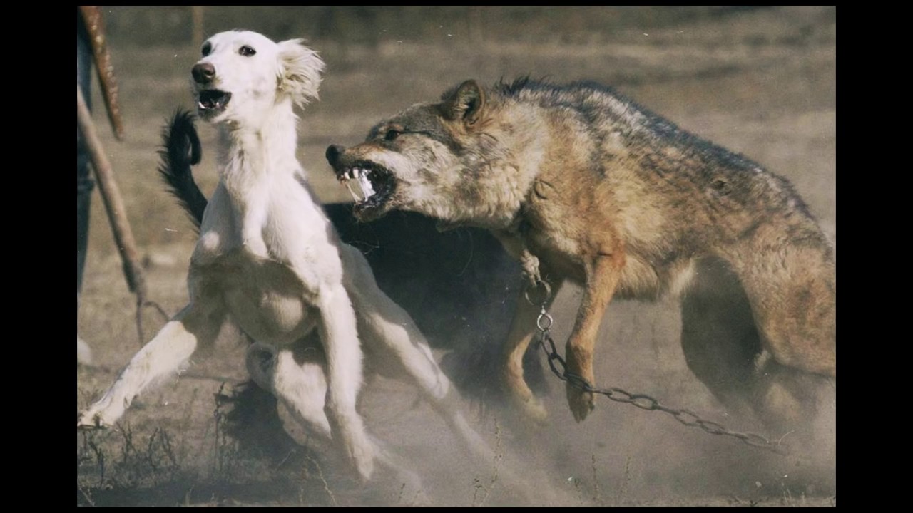 mgeli da dzagli - YouTube