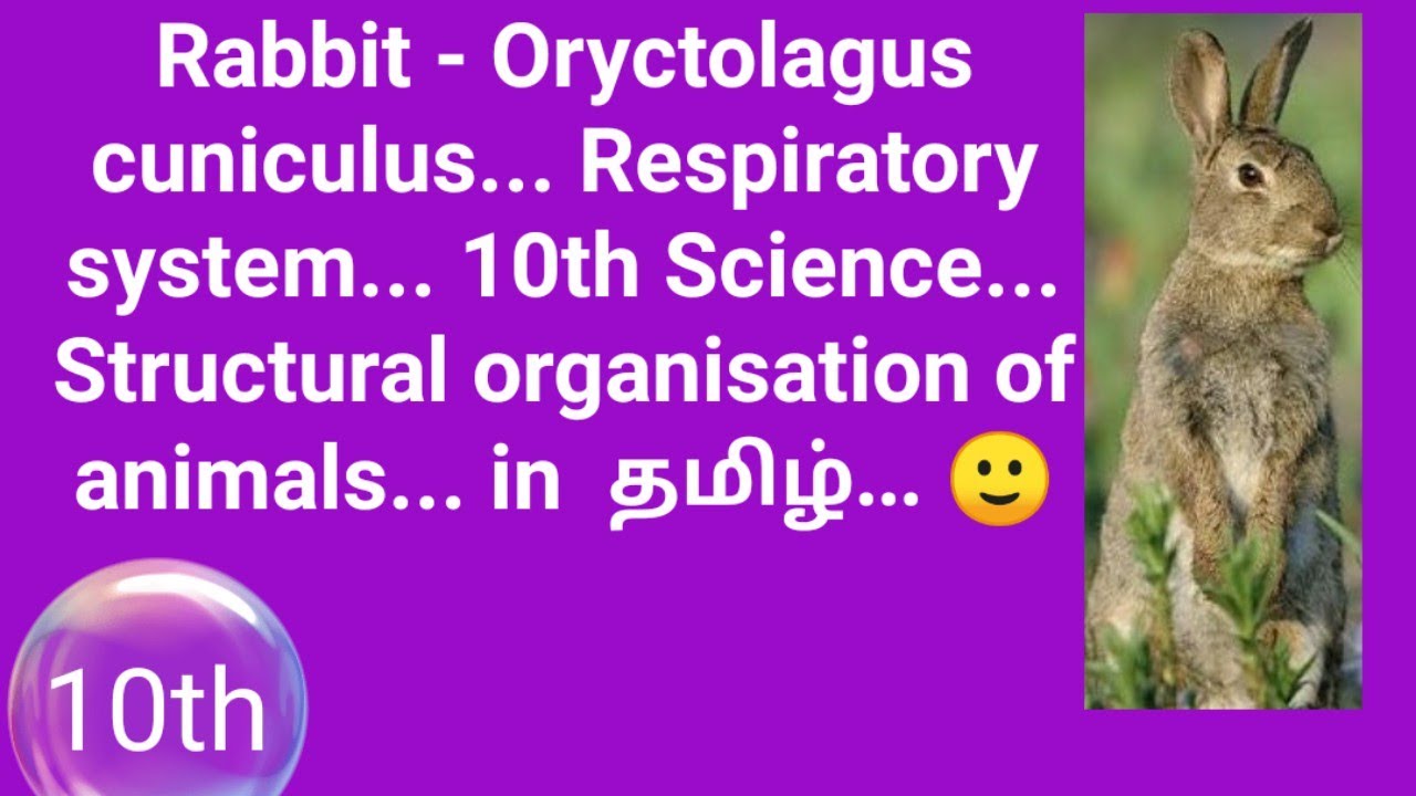Respiratory system of Rabbit... 10th Science... Structural organisation ...