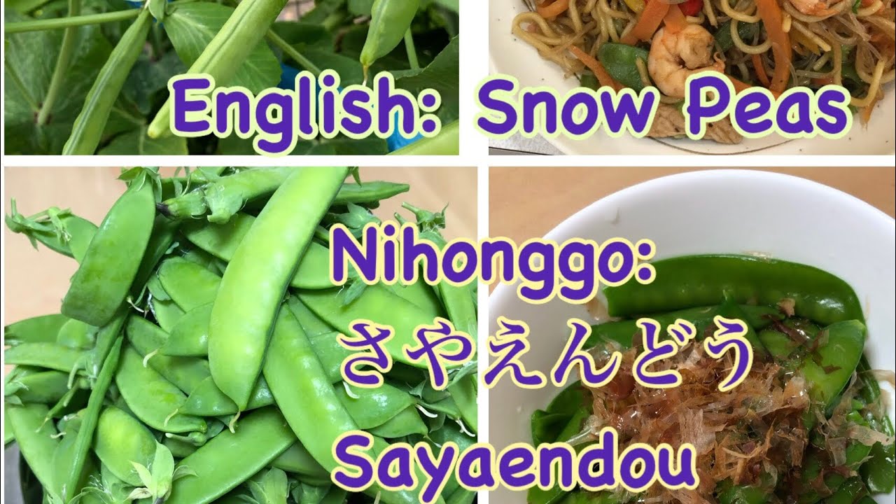 Snow Peas| Chicharo | さやえんどう: How to harvest and what to cook? - YouTube
