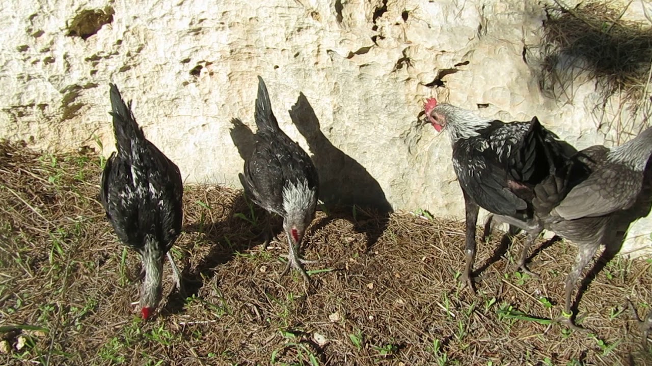 Modern game chickens - YouTube