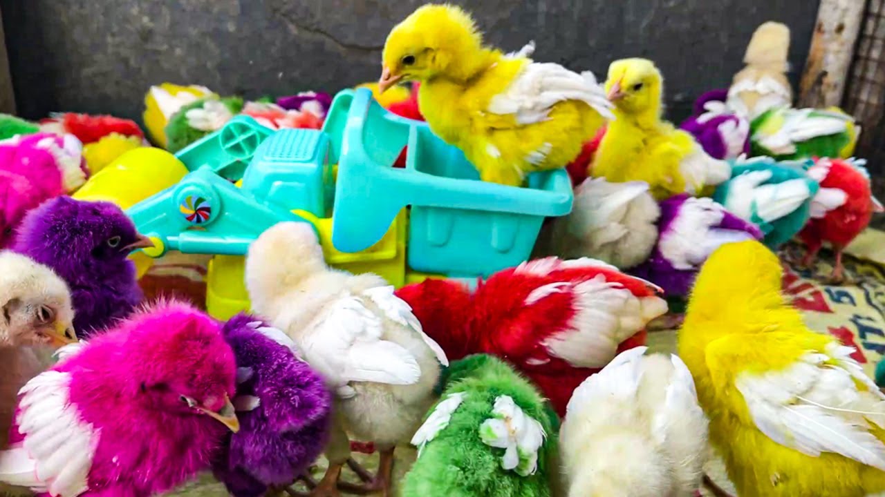 CATCH COLOUR CHICKS | Colorful Chickens, Rainbow Chicken, Rabbits, Cute ...