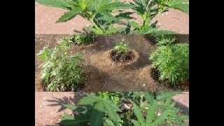 Kelly's Garden