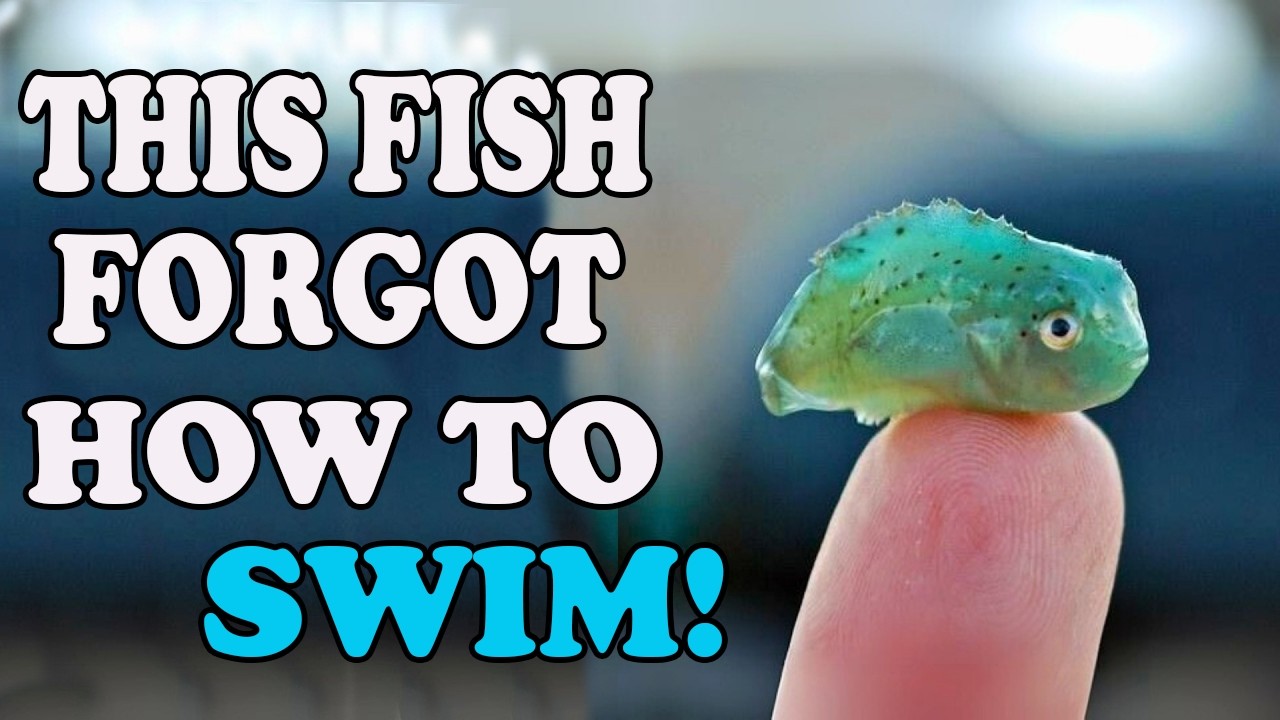 Lumpsucker🐟| The Adorable Fish That Can’t Swim! - YouTube