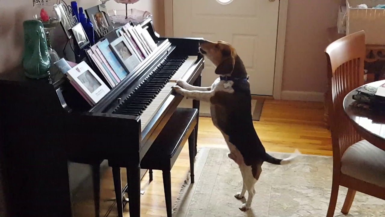 Buddy Mercury's "Fur" Elise - YouTube