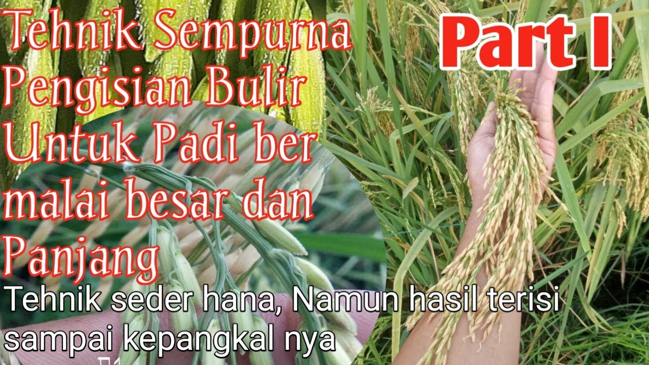 Tehnik sempurna Pengisian bulir untuk padi yang Malai nya panjang dan ...