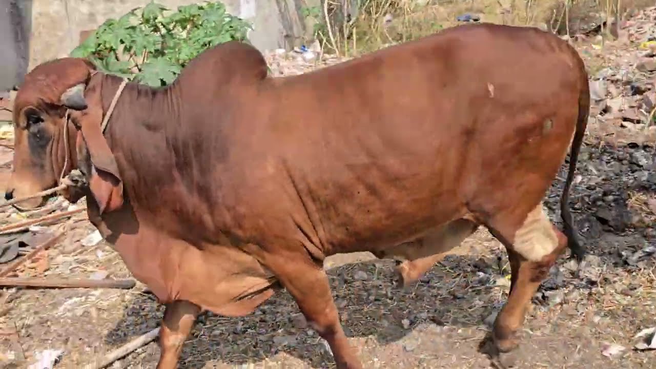 Pure gir bull available in Hyderabad | Multiple breeds of baby sheep's ...