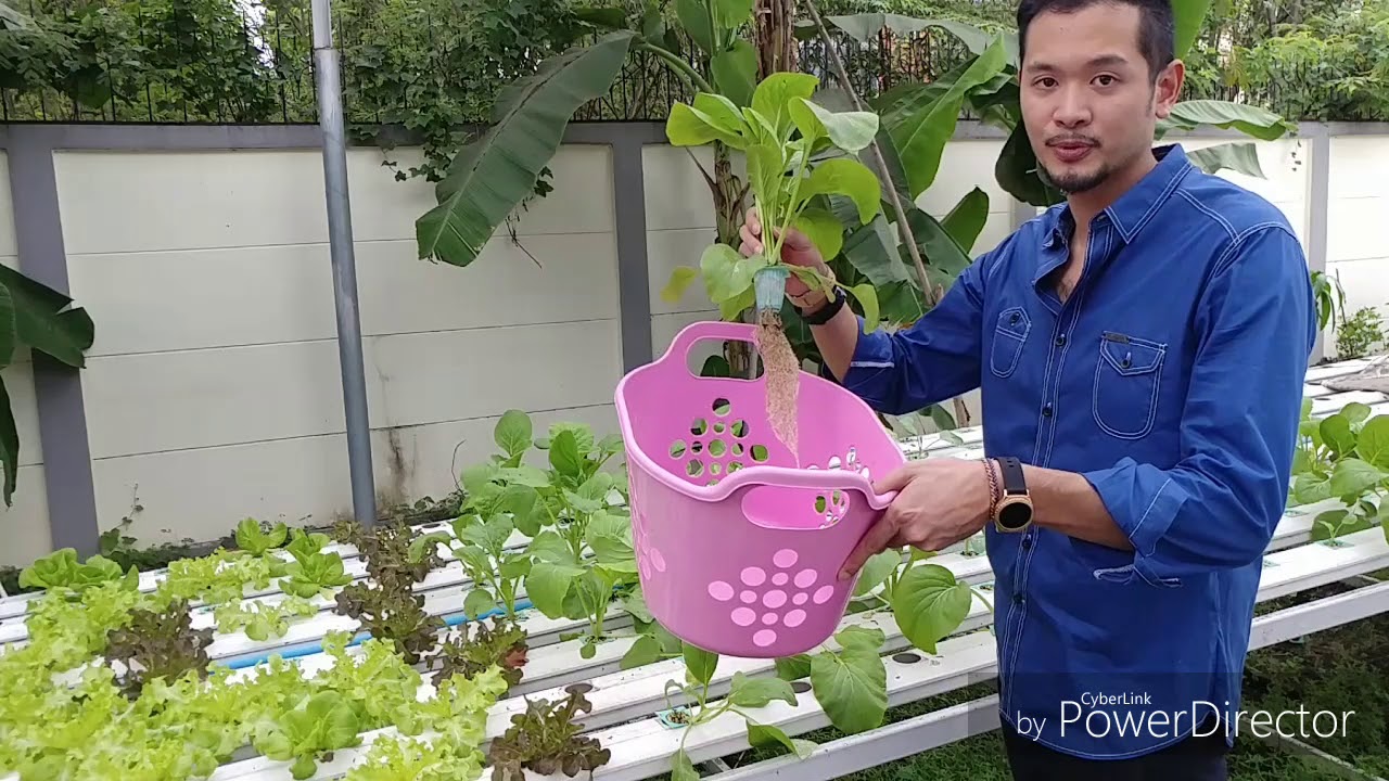 How to Harvest Tsoi-Sim(Chinese Green) from Hydroponics.วิธีการเก็บ ...