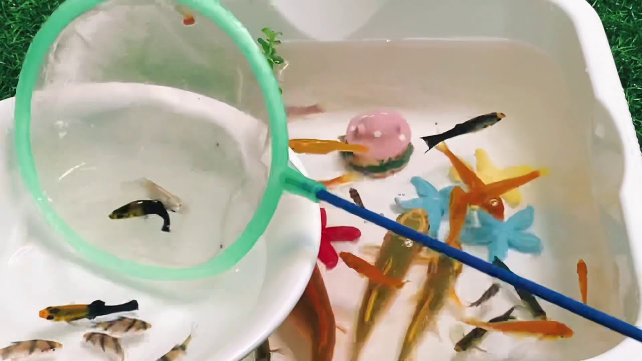 Koi Carp Fish Ranchu Goldfish Ram Cichlid Pink Fish Betta Tiger Barb ...