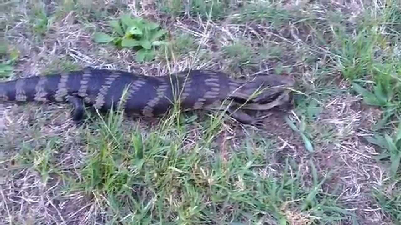 LIZZIE THE BLUE TONGUE LIZARD EATING A SNAIL - YouTube
