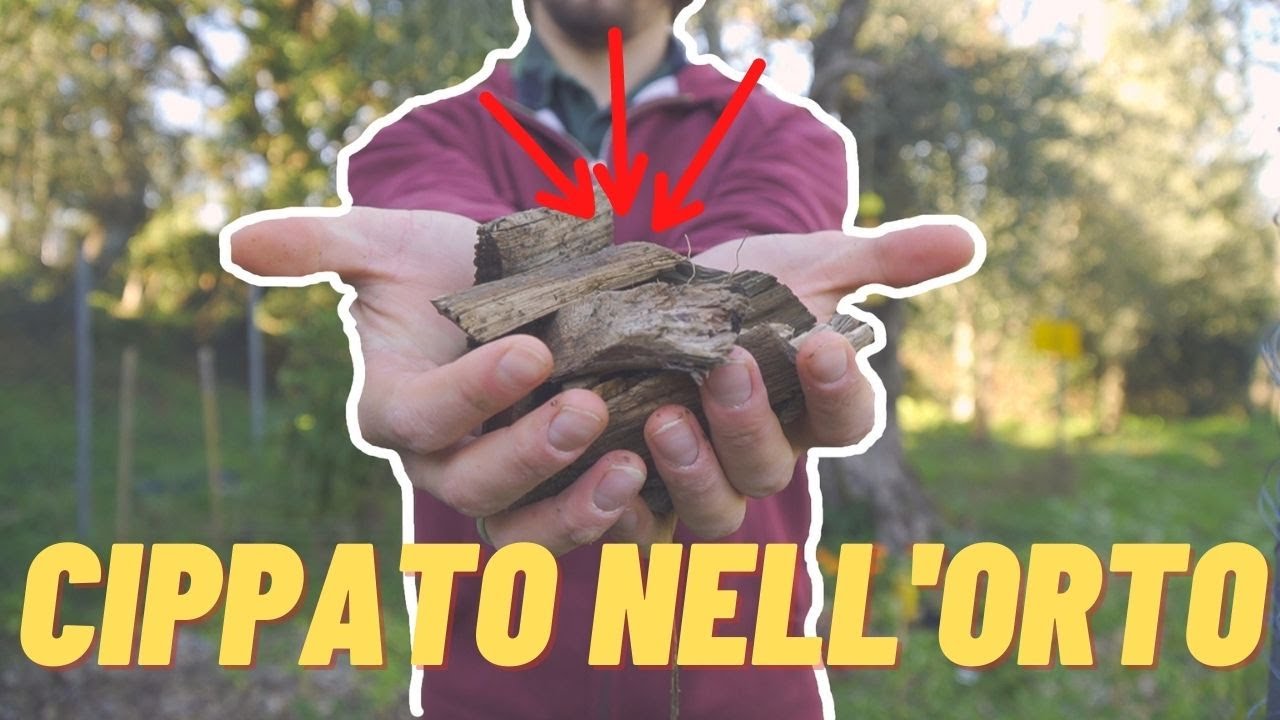 ORTO CON CIPPATO UN ANNO DOPO (recensione) - YouTube