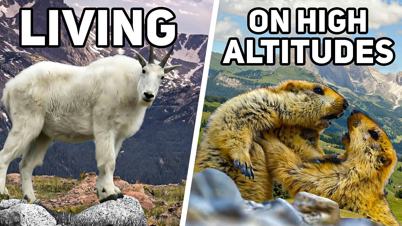 10 AMAZING Animals That Thrive at Extreme Altitudes - YouTube