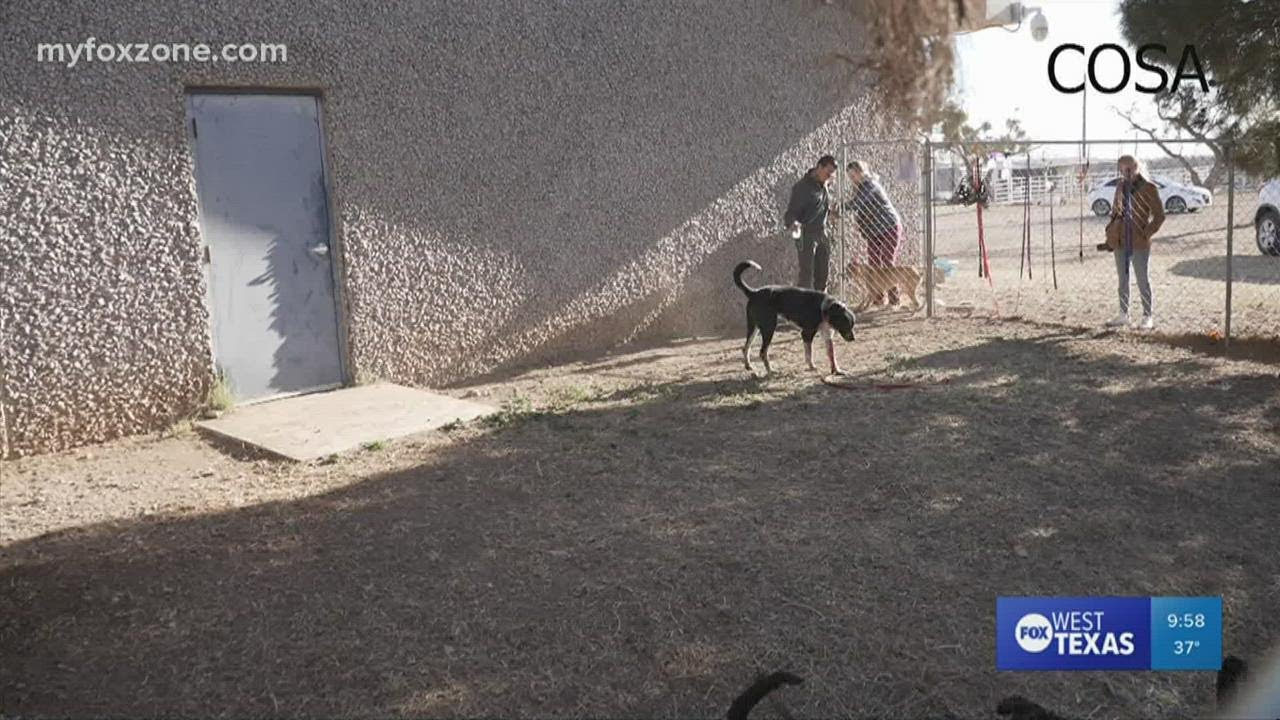 'Dogs Playing for Life' sponsors training for dogs at the San Angelo ...