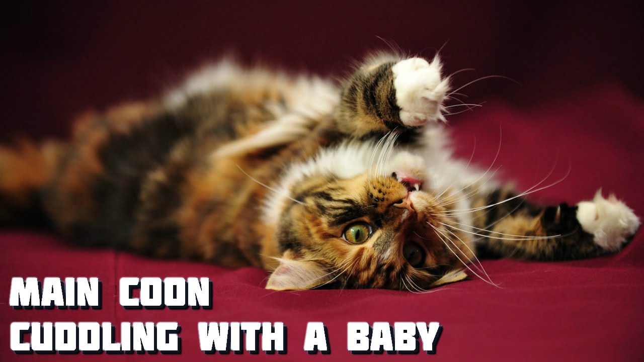 Maine Coon Videos - Sweet Maine Coon cuddling with a baby - YouTube