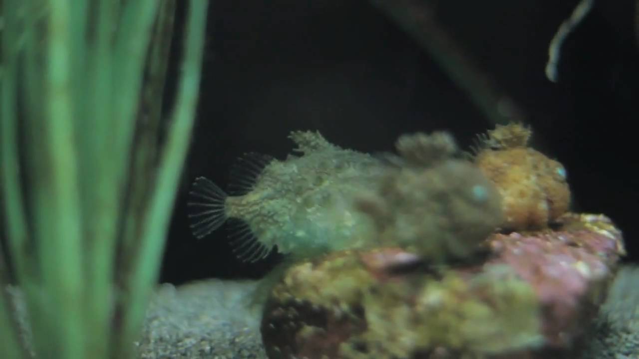 Pacific Spiny Lumpsucker - YouTube