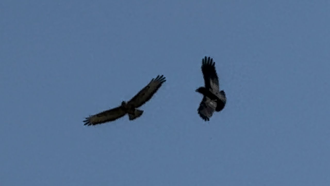 Aerial Combat… Buzzard vs Crow - YouTube