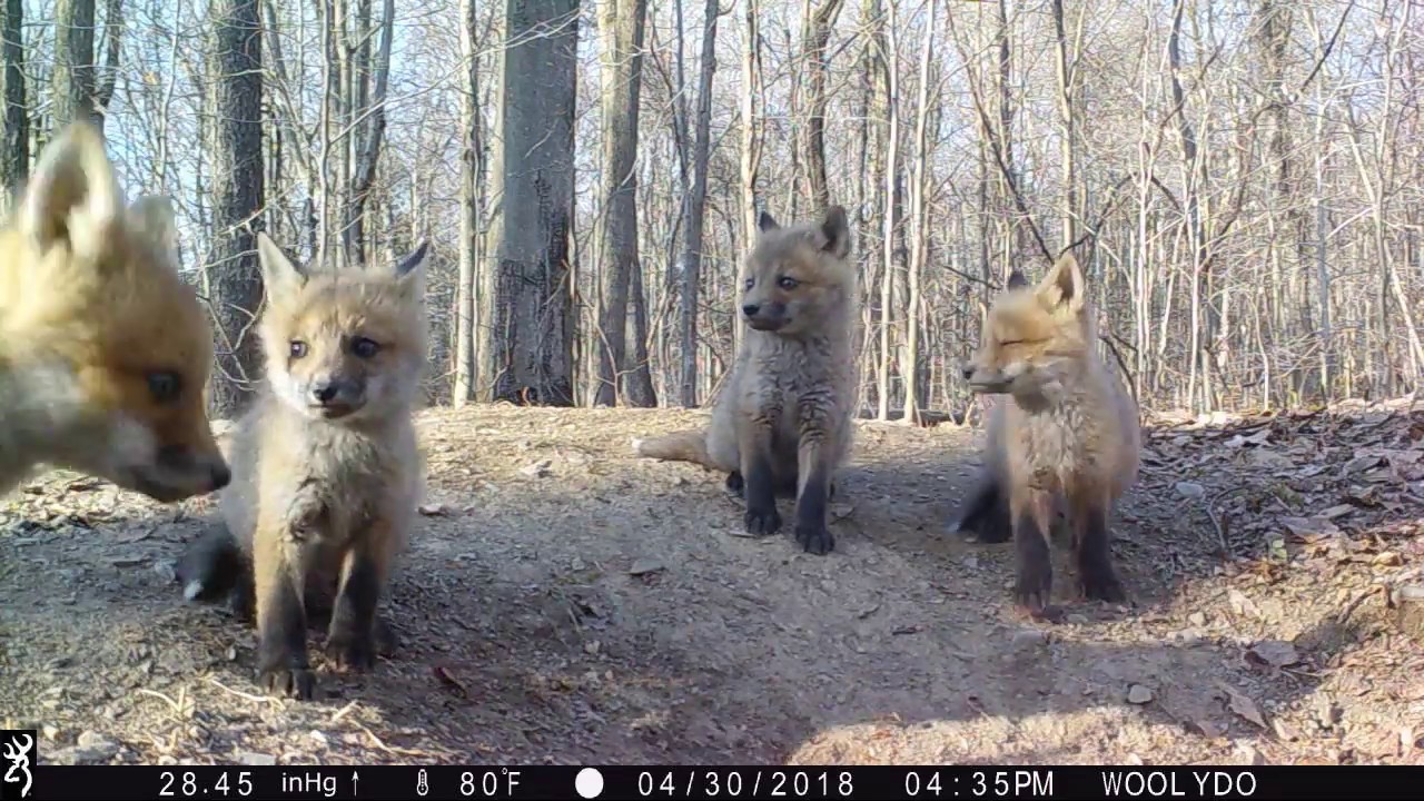 Fox den follow up 4/30/18 - YouTube