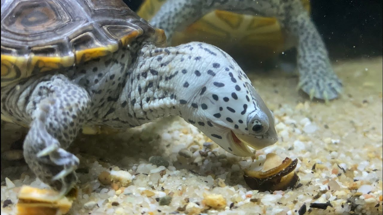 Feeding my turtles and fish - YouTube